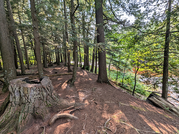 Pine-needle pathways wind through ancient trunks, their exposed roots creating nature's own obstacle course.