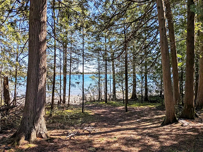 Through a frame of towering pines, Lake Huron's blue waters shimmer &ndash; the same view that Bell City residents once enjoyed.