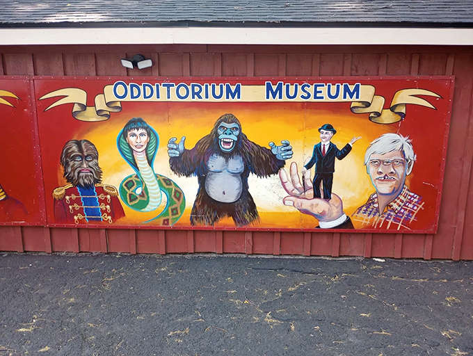 The Odditorium Museum promises a collection of curiosities that celebrate the strange, unusual, and downright bizarre from around the world.