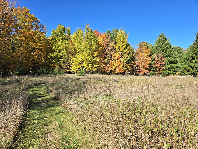 Pelizzari Natural Area trails offer the kind of peaceful nature walks that make you temporarily forget passwords, deadlines, and reality shows.