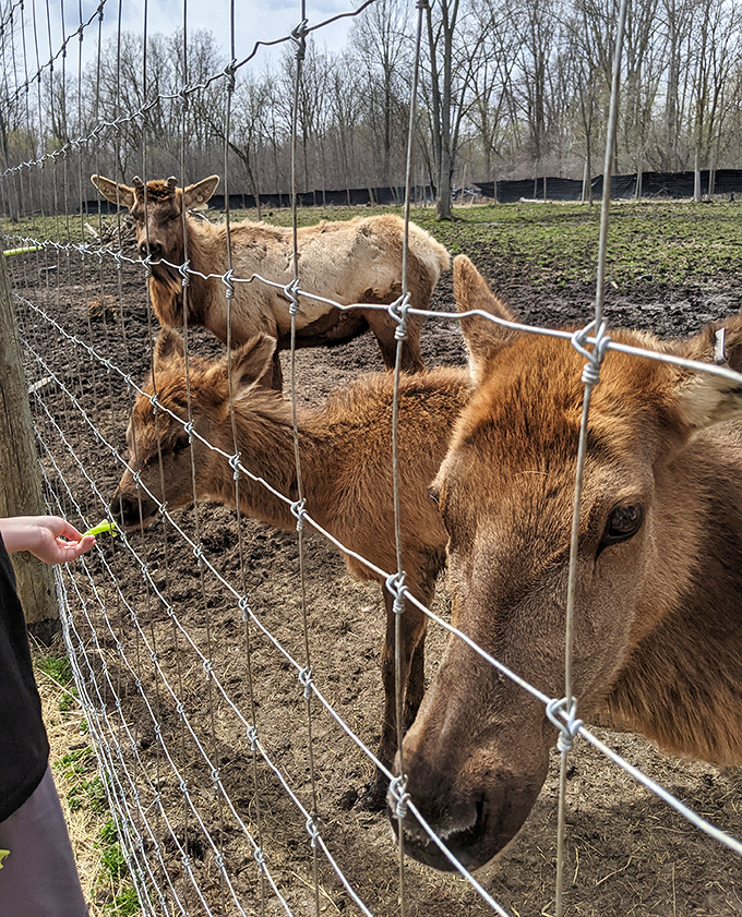 Majestic elk stand sentinel in their spacious enclosure, their impressive antlers and powerful presence commanding respect from admiring visitors.