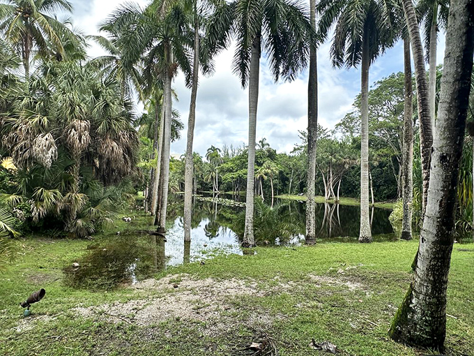 Reflections double the beauty as royal palms stand sentinel around a pond that mirrors the sky with glass-like perfection.