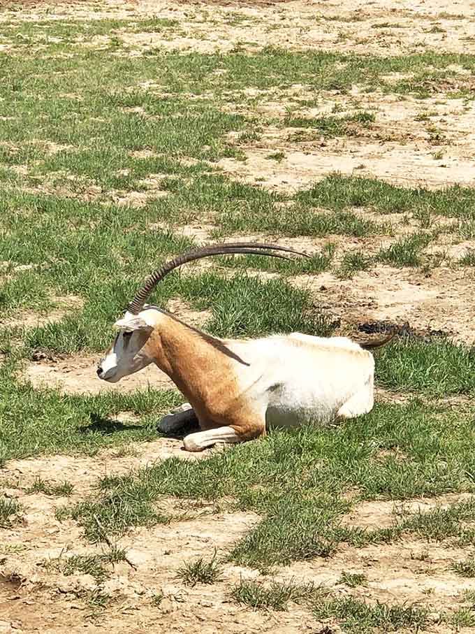 The Sahara oryx reclines regally on Wisconsin soil, its curved horn and tan coat designed for deserts now at home in dairy country.
