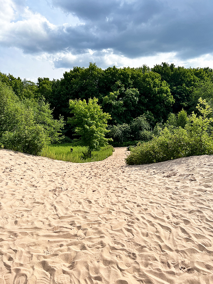 Golden sand dunes curve gracefully into emerald forests, creating nature's perfect contrast of textures and colors.
