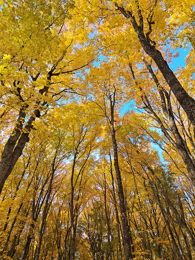 Autumn transforms the forest into a golden cathedral, where looking up creates a stained-glass effect that no church can rival.