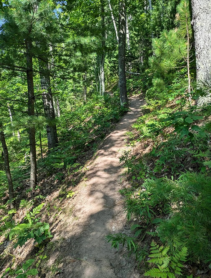 Whispers of wilderness: This shaded forest path invites exploration while keeping the waterfall's thunderous voice a tantalizing secret ahead.