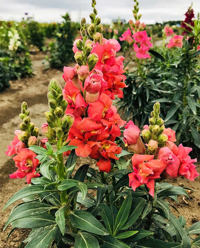 Coral snapdragons reach skyward in vibrant defiance, adding dramatic vertical interest among their more famous sunflower neighbors.