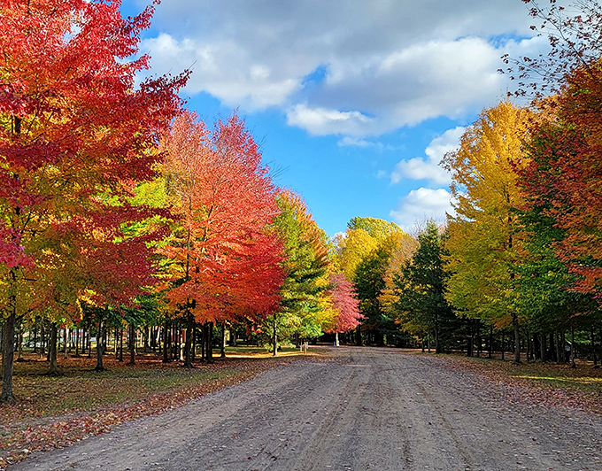 Autumn's golden touch turns a simple path into a magical journey, where every step crunches satisfyingly through nature's colorful carpet.