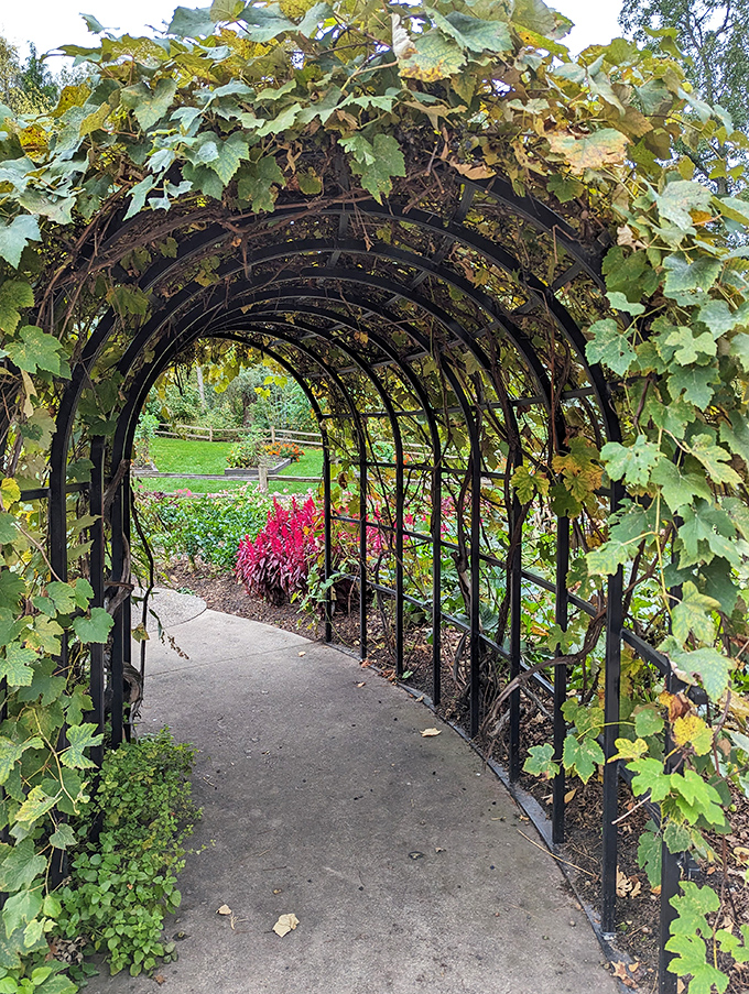 This vine-covered archway invites visitors to step through a living doorway into yet another garden room of delights.