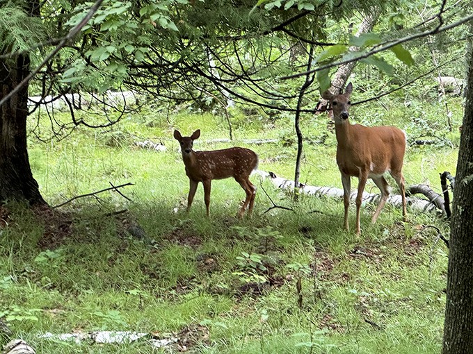 A mother deer and fawn share a peaceful moment, reminding us we're just visitors in their woodland home.