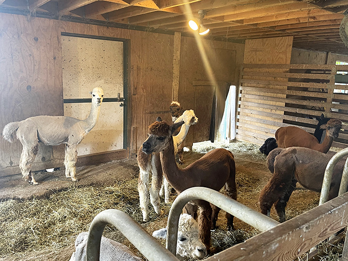 Behind the scenes in the alpaca dormitory, where these social creatures gather in their straw-bedded sanctuary away from Michigan's unpredictable weather.