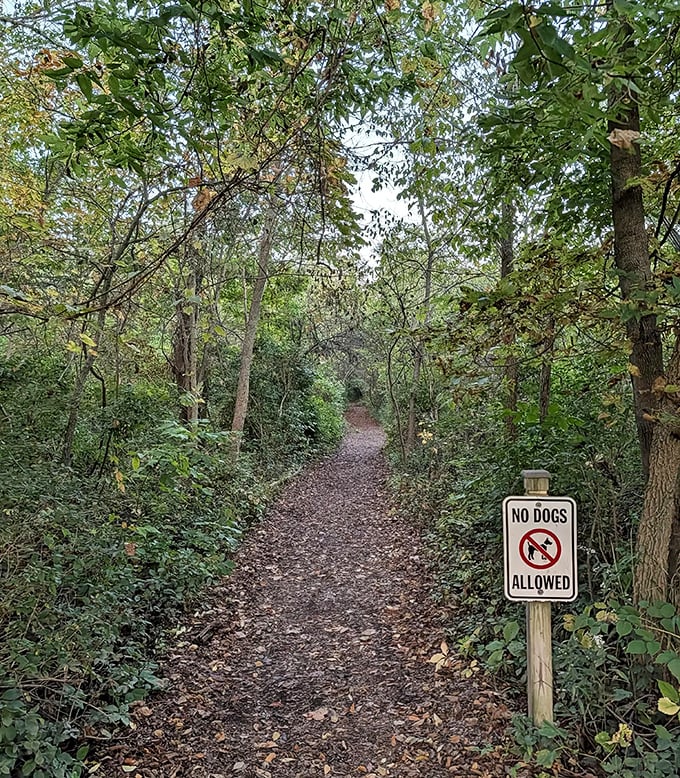The path less traveled becomes the memory most treasured – especially when it winds through Wisconsin's secret woodland corridors.