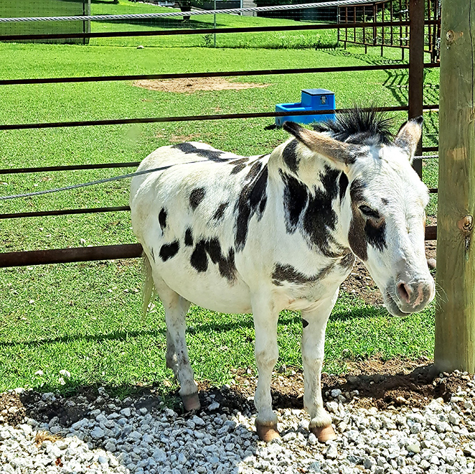 This spotted donkey has perfected the art of the photogenic pose, complete with the "I'm listening" ear tilt.