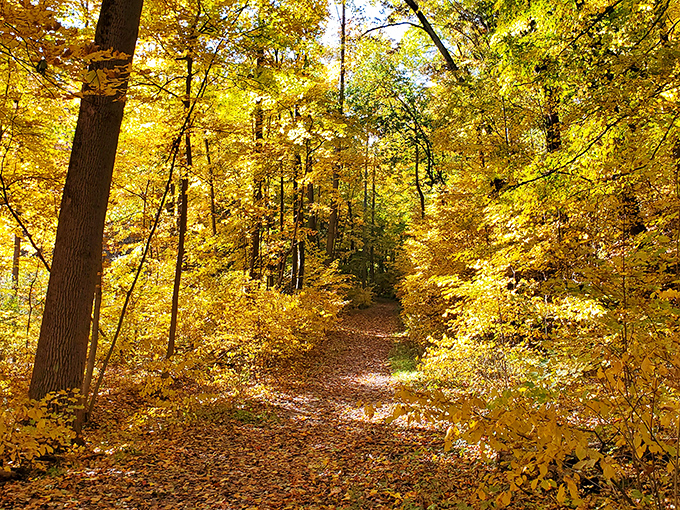 Autumn transforms the forest paths into golden tunnels, where every step crunches satisfyingly through fallen leaves.