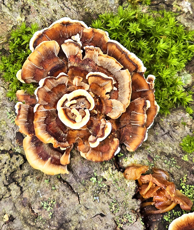 Nature's architecture isn't limited to grand waterfalls – these intricate fungi create miniature masterpieces for observant forest explorers.