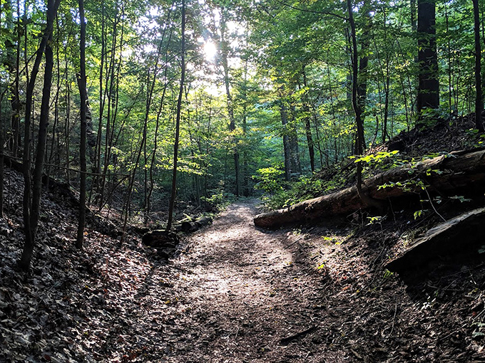 Sunlight creates a natural spotlight on this forest path, as if nature is saying "This way to adventure!"