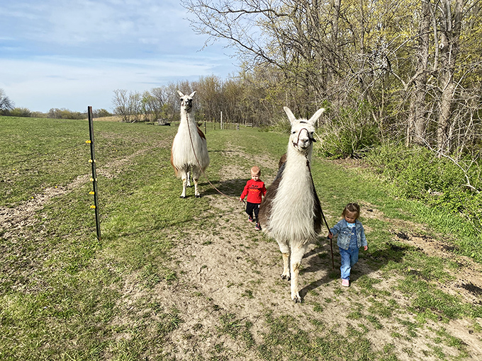 Safety first, fun always! Children learn to interact respectfully with these gentle giants under careful supervision – creating confidence-building experiences.