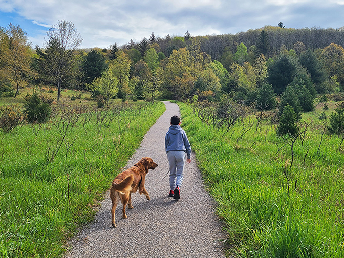 A peaceful spring stroll with man's best friend through meadows awakening from winter.