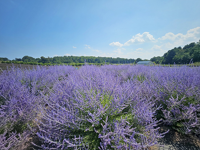 Purple waves ripple across the landscape, creating a sensory ocean where visitors float on fragrance instead of water.