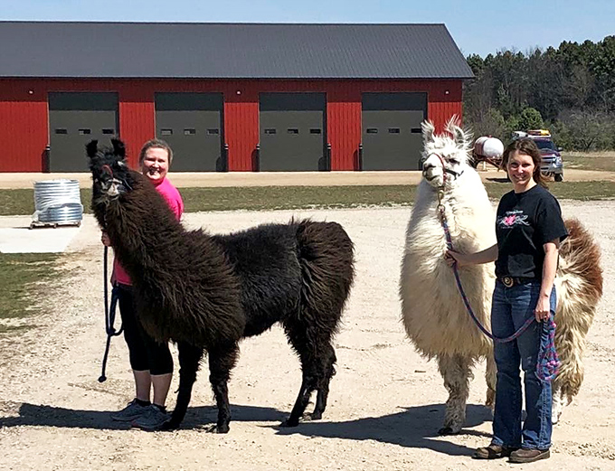 The llama duo poses with their human handlers, showcasing both dramatic color contrast and impressive height differentials.