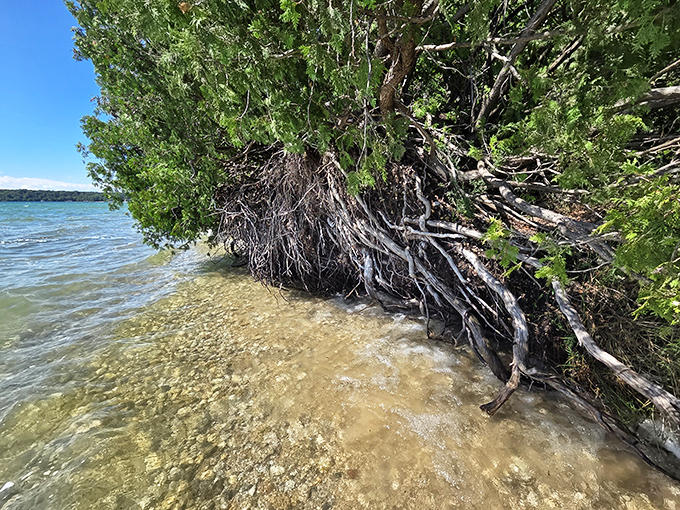 Tree roots reaching for the water like nature's own artwork &ndash; half sculpture, half survival masterclass.