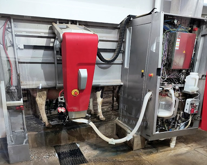 Behold the robotic milking machine &ndash; where bovine meets technology in a dance of udder efficiency that would make Silicon Valley jealous.