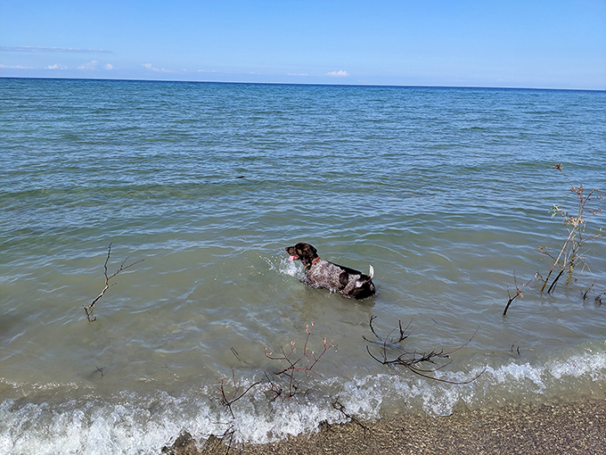 Doggy paradise found: A happy pup enjoys the simple joy of a Lake Huron swim, demonstrating why four-legged friends make perfect hiking companions.