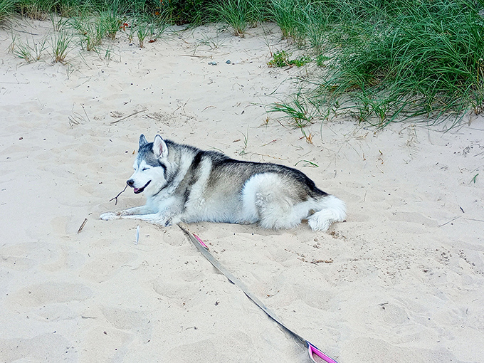 Four-legged beach critic gives Sleeper State Park's sandy shores two paws up! Even canine companions find their bliss here.