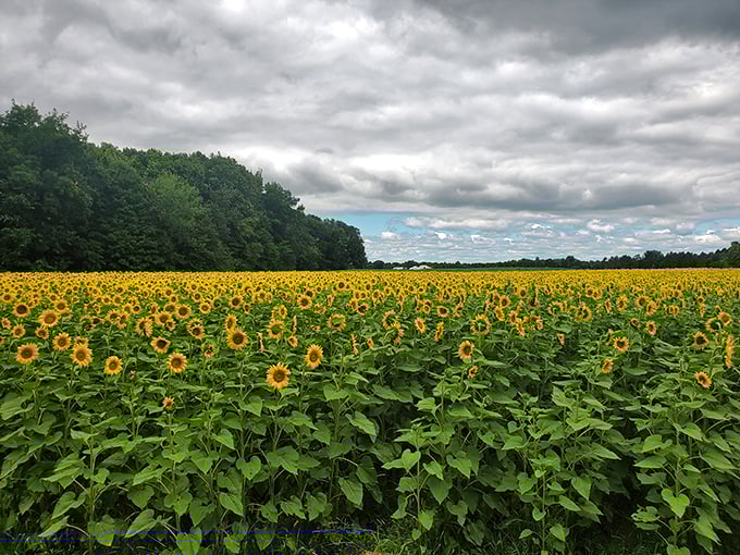 Dramatic skies create the perfect backdrop for this sunflower showcase, where clouds and blooms compete for nature's spotlight.