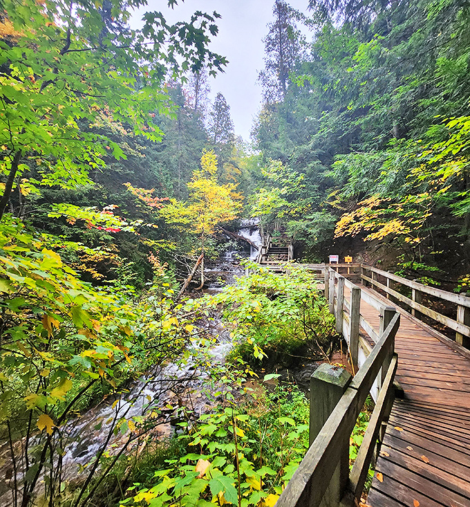 Fall's golden touch transforms the pathway to Wagner Falls, where autumn leaves create nature's most spectacular welcome mat.