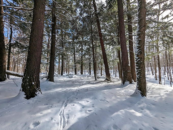 Winter drapes the forest in pristine white, transforming familiar paths into magical corridors where each step breaks the hushed silence of snow.
