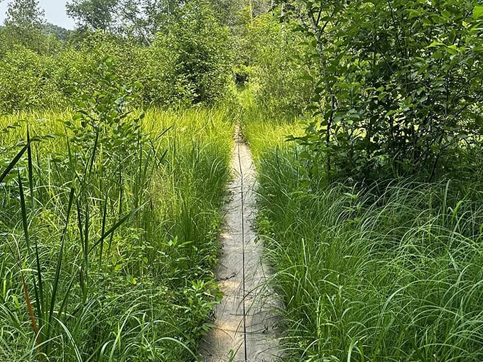 The boardwalk trail parts a sea of summer grasses, proving that sometimes the straightest path through wilderness is the one someone built.
