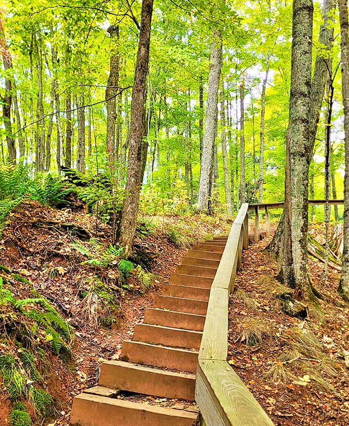 Rustic steps lead visitors through the forest, balancing accessibility with wilderness preservation in this natural wonderland.