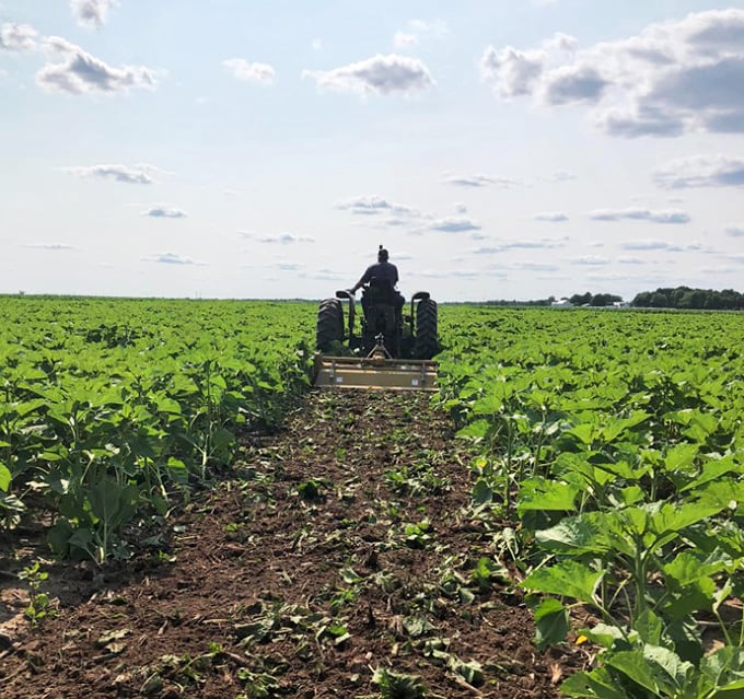 Behind every perfect sunflower experience is a farmer on a tractor, carefully maintaining the paths that welcome visitors.