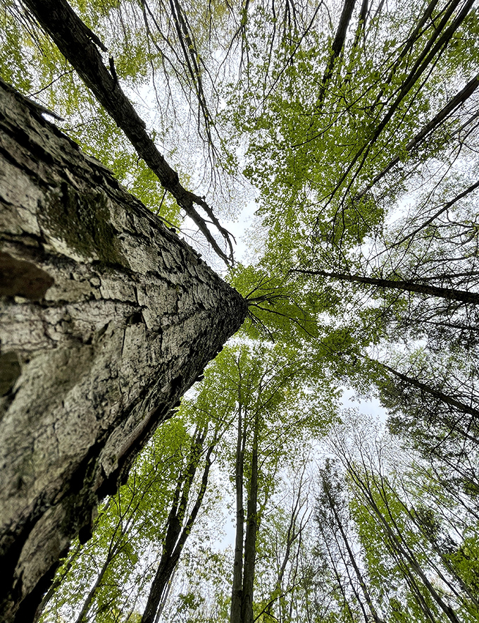 Looking skyward reveals the forest's secret cathedral, where treetops converge in a natural architecture no human could design.