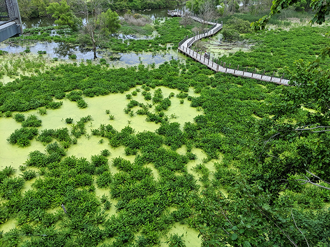 From above, the wetlands reveal their intricate patterns of water and vegetation, like nature's own abstract painting in shades of green and blue.