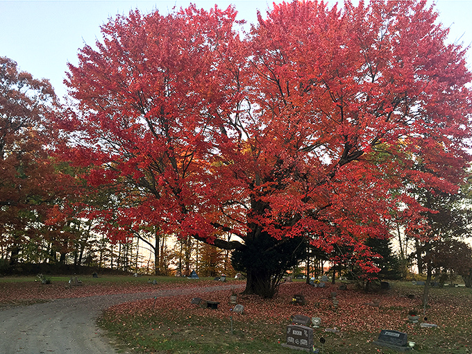 A magnificent maple blazes with autumn fire, its vibrant red canopy creating a natural cathedral over the quiet residents of Nunica Cemetery.