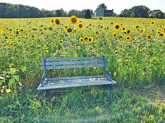 A weathered bench offers the perfect vantage point for quiet contemplation, surrounded by nature's most optimistic flowers.
