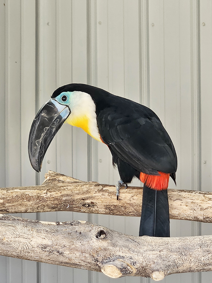 This toucan's magnificent beak suggests nature sometimes designs with flair rather than practicality &ndash; the animal kingdom's fashion statement.