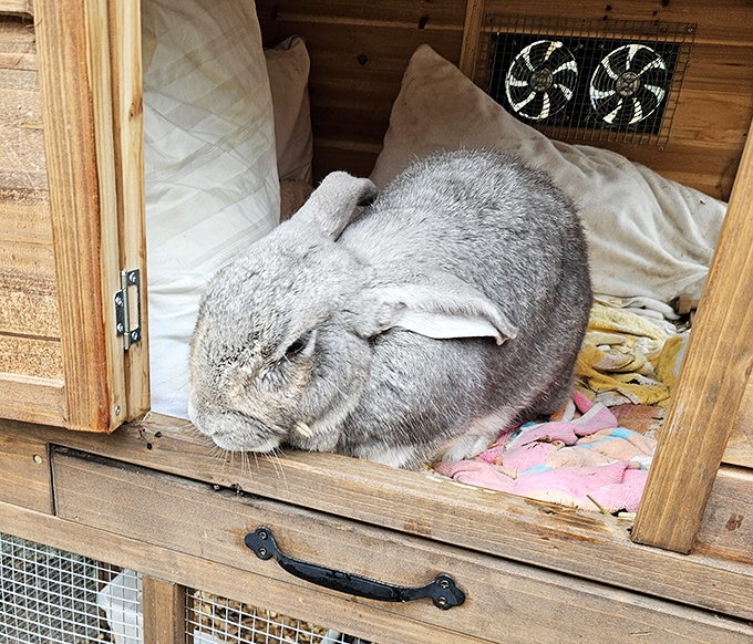 The sanctuary's Flemish Giant rabbit lounges regally in its custom habitat, showcasing one of the world's largest rabbit breeds in comfortable splendor.