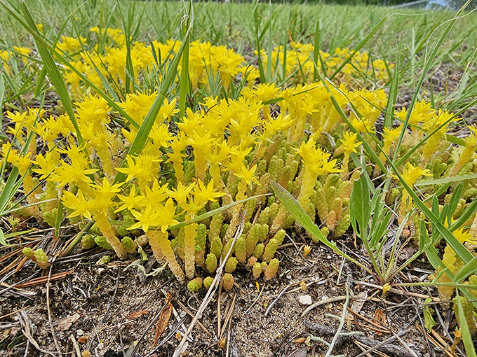 Wildflowers carpet the ground in golden bursts, proving that nature's decorating skills put even the fanciest interior designers to shame.