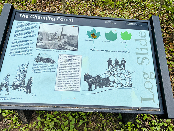 History comes alive through weathered photographs and illustrations, telling the story of Michigan's logging legacy.