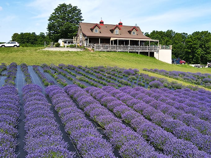 Lavender Hill Farm's purple rows stretch toward a classic red-roofed barn, creating a sensory experience that feels magically transported from Provence.