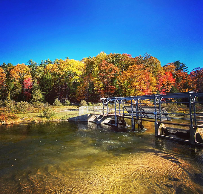 Fall colors frame this river crossing, where golden light filters through maple canopies to create nature's most perfect cathedral ceiling.