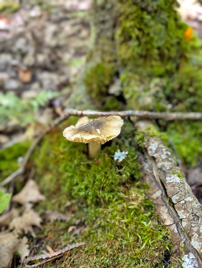 Mushroom: This delicate forest mushroom performs its balancing act on decaying wood, nature's reminder that beauty can spring from what's been left behind.