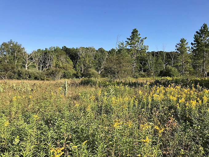 This sun-drenched meadow offers a brief respite from forest shade, where wildflowers and butterflies stage nature's version of a Broadway show.