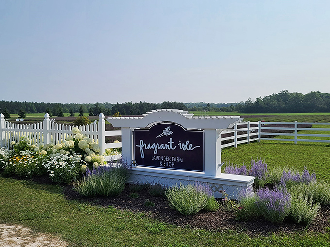The farm's entrance beckons with white picket charm, promising purple treasures just beyond the gate.