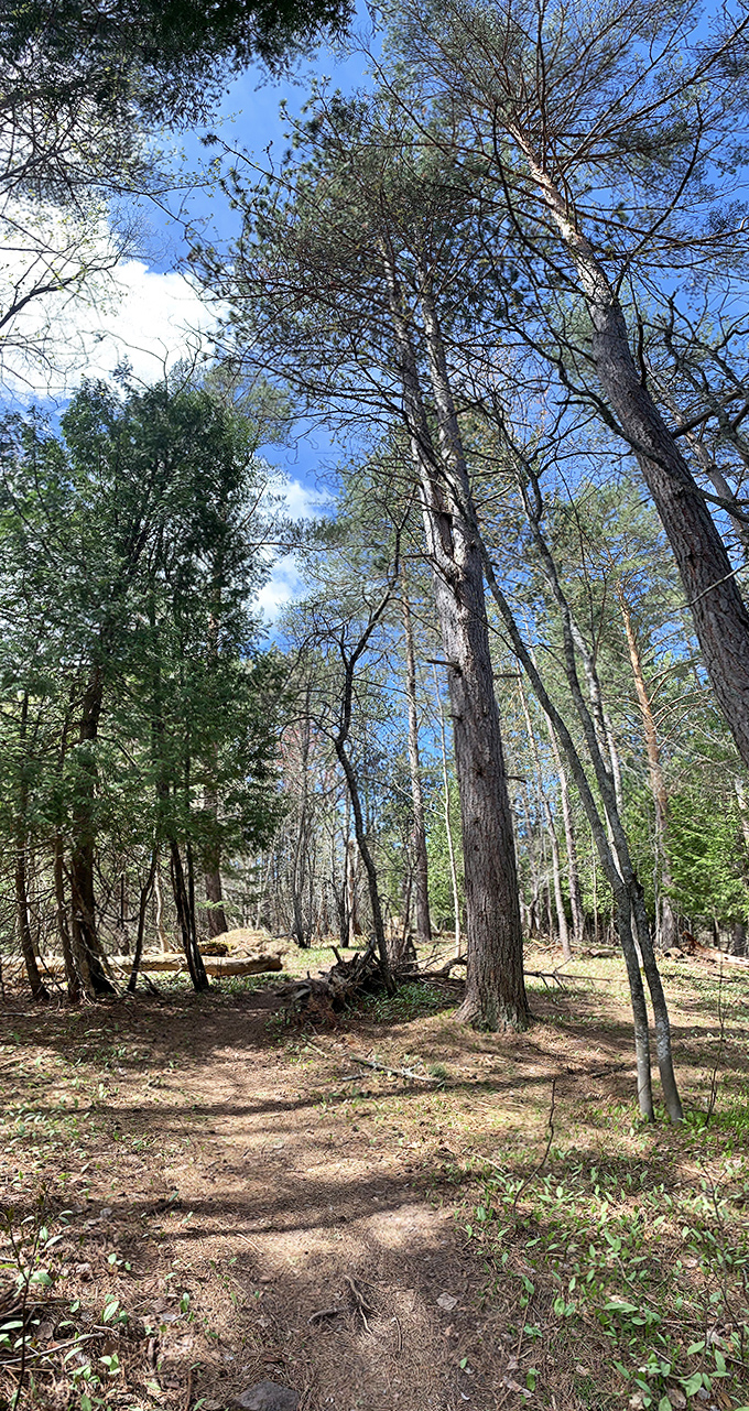 Sunlight filters through the pine canopy, creating a path that practically begs for exploration. The forest's version of rolling out the welcome mat!