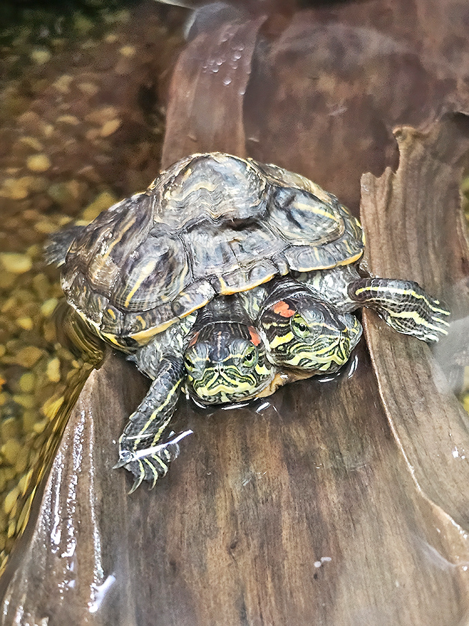These turtles demonstrate that taking life slowly isn't a character flaw, it's a lifestyle choice that's worked for millions of years.