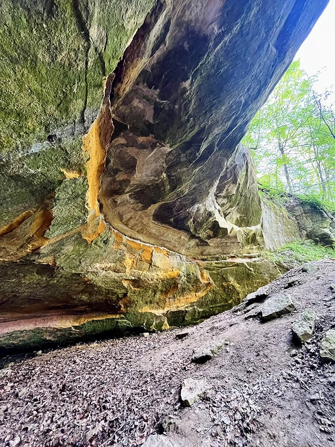 The cave's unique microclimate supports plant life that thrives in this sheltered world between forest and stone.